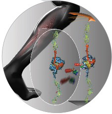 Biophysics and Molecular Materials - LMU Munich